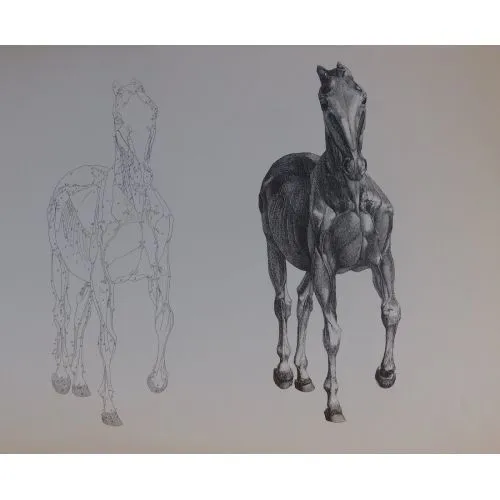 George Stubbs, Anatomy Of The Horse Front | Arthipo