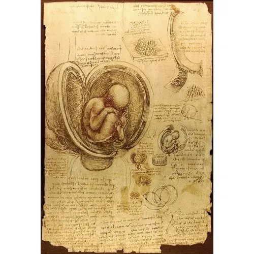 Studies Of Embryos, Leonardo Da Vinci | Arthipo