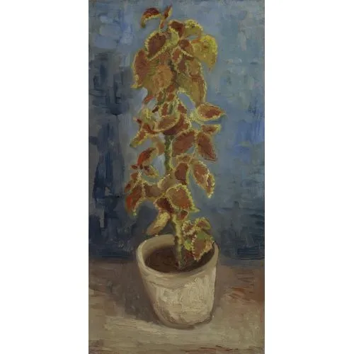 Vincent Van Gogh, Coleus In Flowerpot | Arthipo