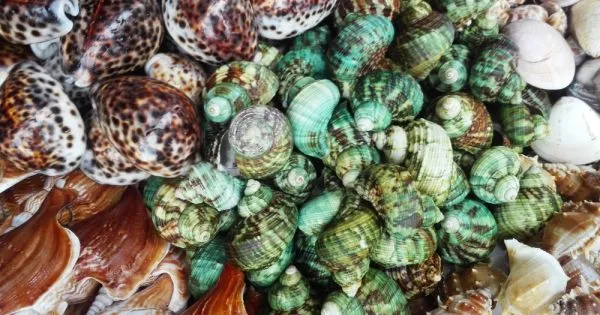 Colorful Sea Snail Shells Poster | Arthipo