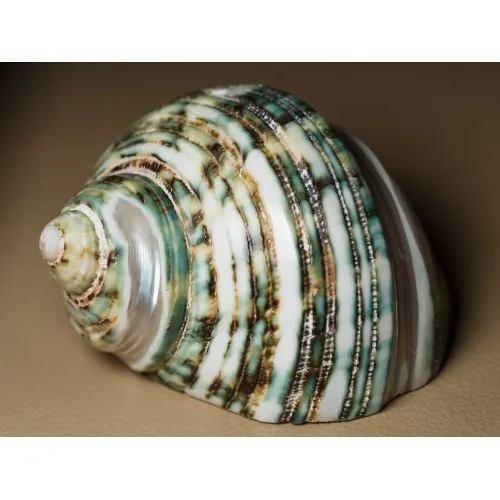 Green Sea Shell Poster | Arthipo