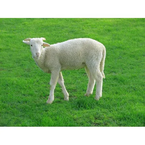 Lamb Poster | Arthipo