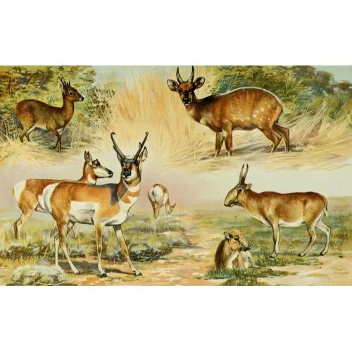Antelope Poster | Arthipo