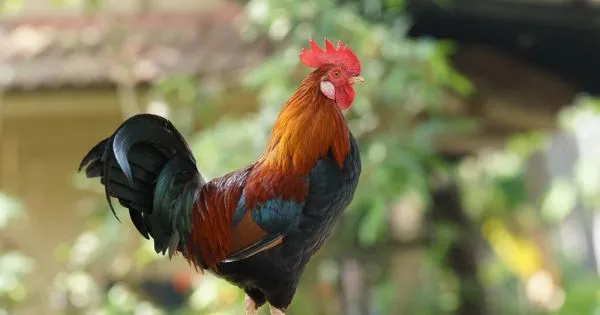 Rooster Poster | Arthipo