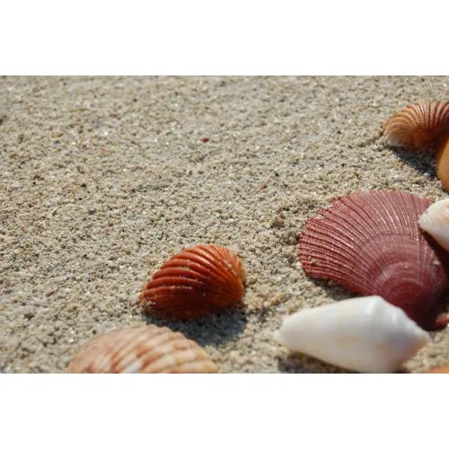 Sea Shells Poster | Arthipo