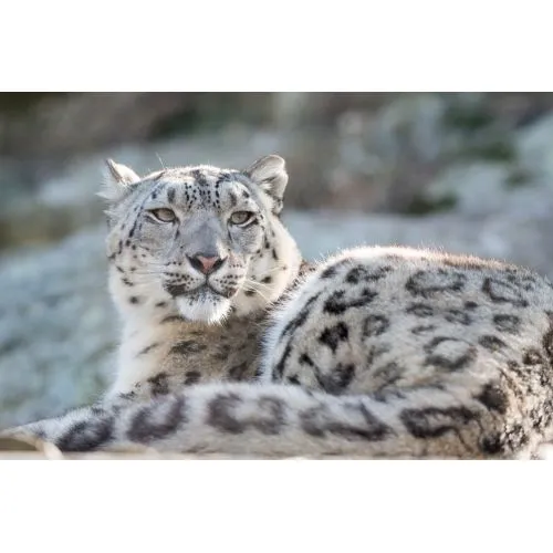 Snow Leopard Poster | Arthipo