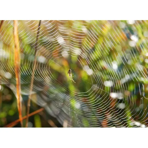 Spider Poster | Arthipo