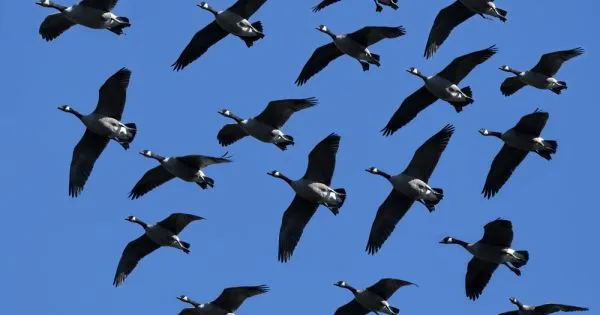 Wild Goose Flock Poster | Arthipo