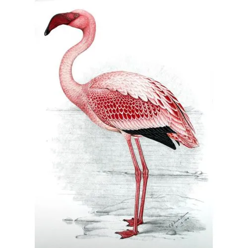 Flamingo Poster | Arthipo