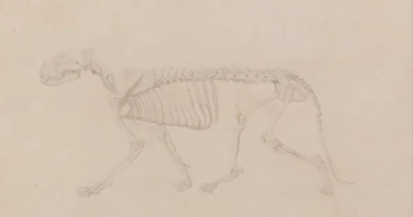 Tiger Skeleton Poster 2 Poster | Arthipo