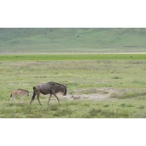 Buffalo And Child Poster | Arthipo