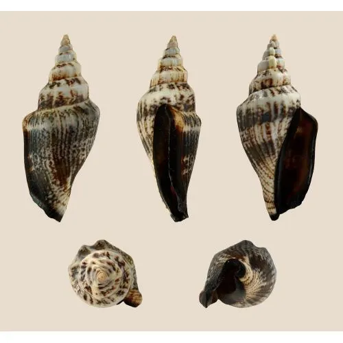 Sea Shell Canarium Urceus Poster | Arthipo