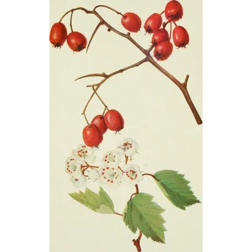 Rosehip Poster | Arthipo