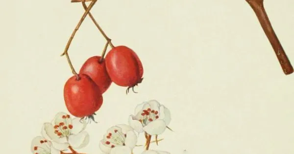 Rosehip Poster | Arthipo