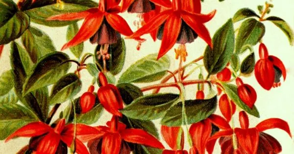 Rosehip Tree Poster | Arthipo