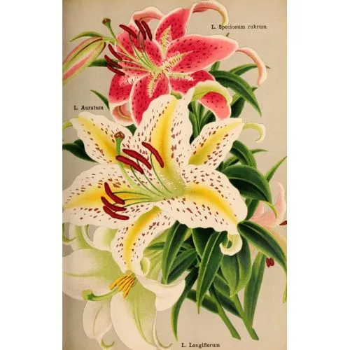 Lily Poster | Arthipo