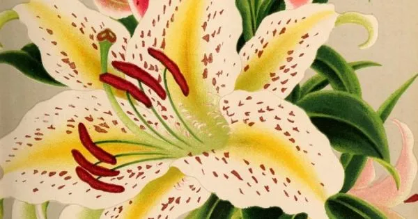 Lily Poster | Arthipo