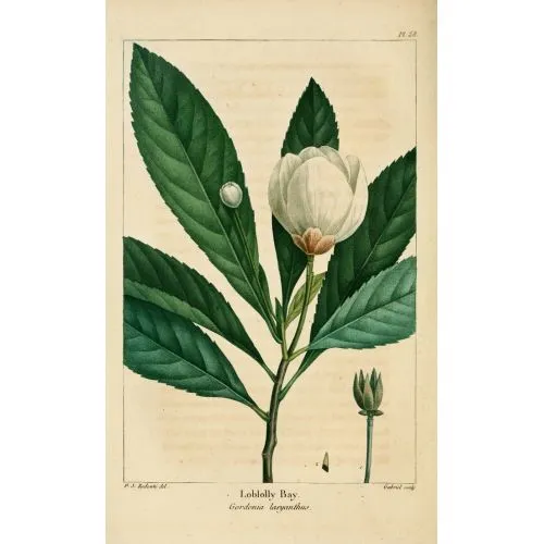 Bay Tree Poster | Arthipo