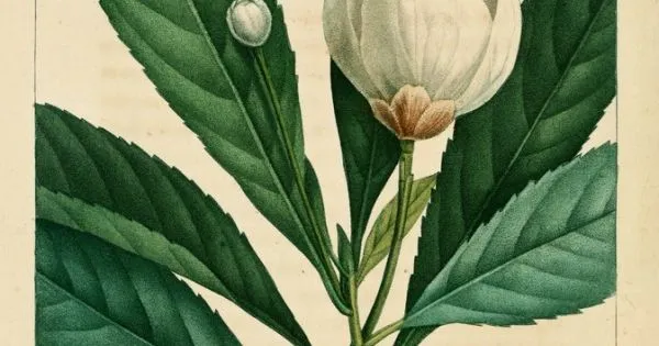 Bay Tree Poster | Arthipo