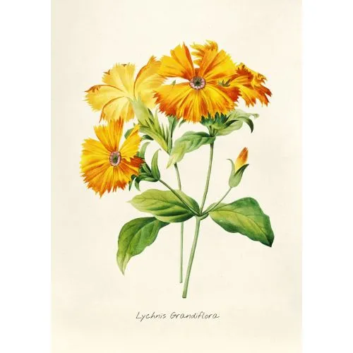 Carnation Poster | Arthipo