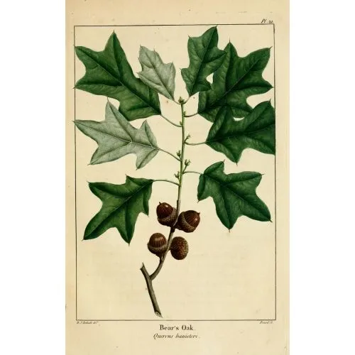 Oak Poster | Arthipo