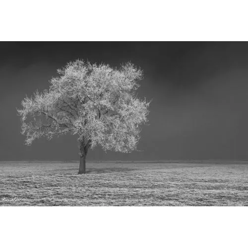A Tree In Winter Poster | Arthipo
