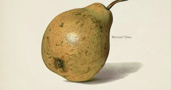 Pear Poster 4 Poster | Arthipo