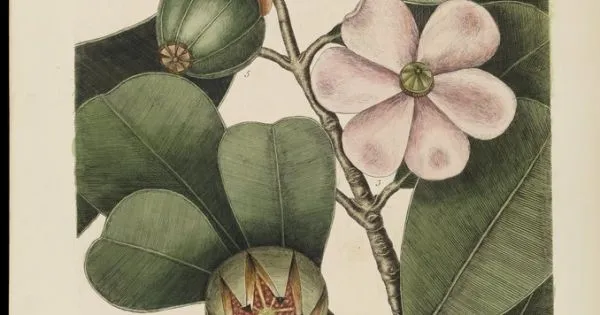 Balsam Tree Poster | Arthipo