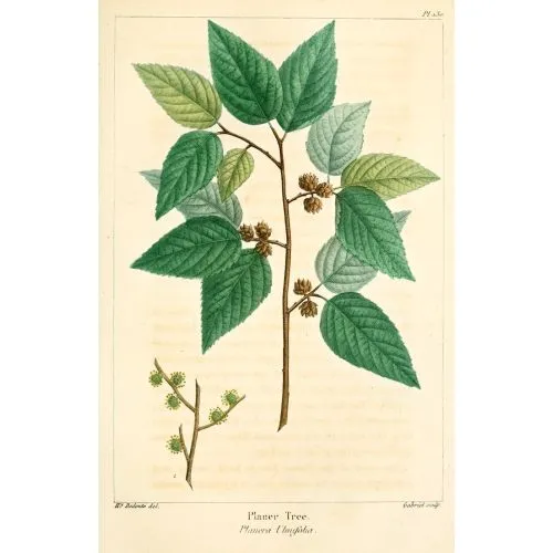 Plane Tree Poster | Arthipo