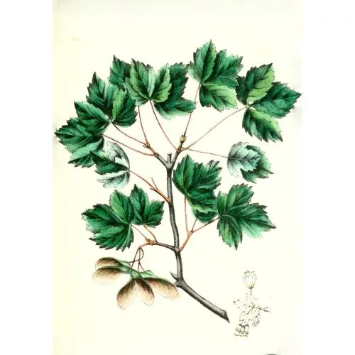 Maple Poster | Arthipo