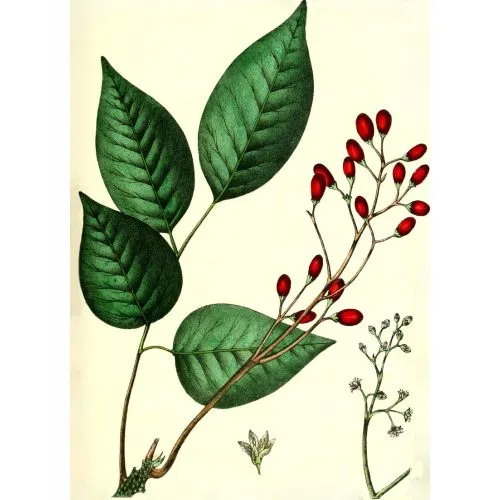Rosehip Poster | Arthipo