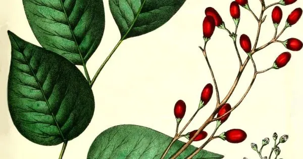 Rosehip Poster | Arthipo