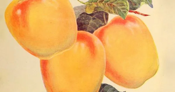 Yellow Apples Poster | Arthipo