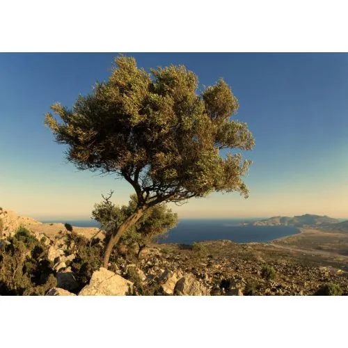 Tree Poster 8 Poster | Arthipo