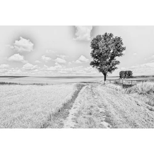 Tree Poster 14 Poster | Arthipo