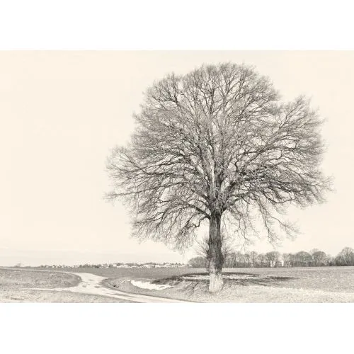 Tree Poster 11 Poster | Arthipo