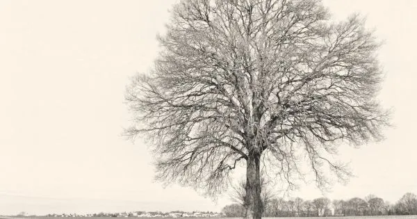 Tree Poster 11 Poster | Arthipo