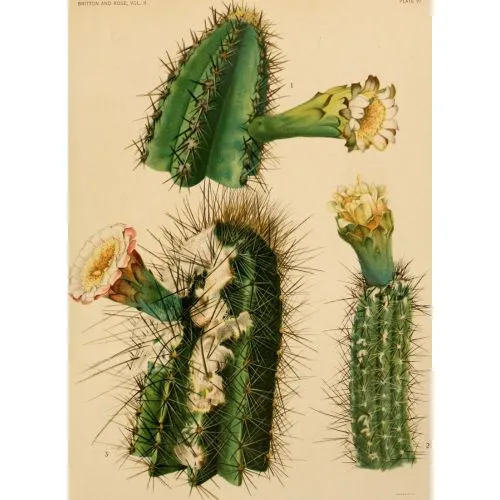 Cactus Poster 1 Poster | Arthipo