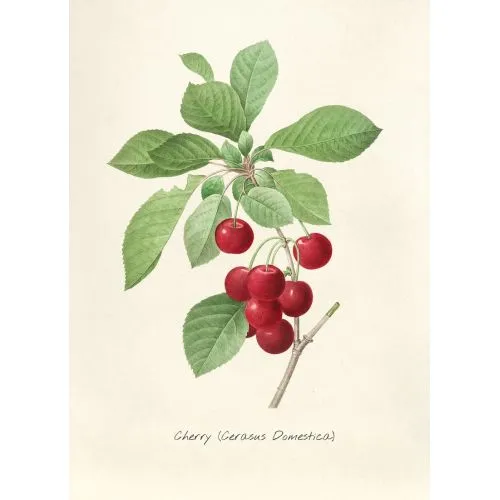 Cherry Poster 2 Poster | Arthipo