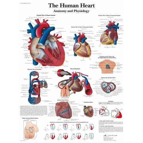 The Human Heart Chart Anatomy And Physiology Poster | Arthipo